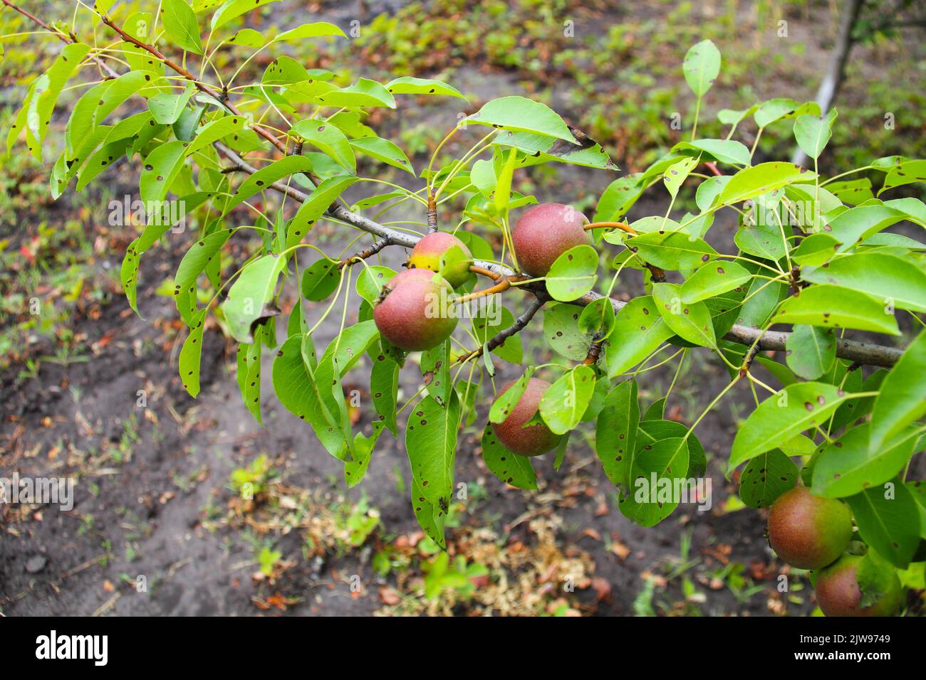 Pear on a branch. Red green pear fruits and green leaves with spots ...