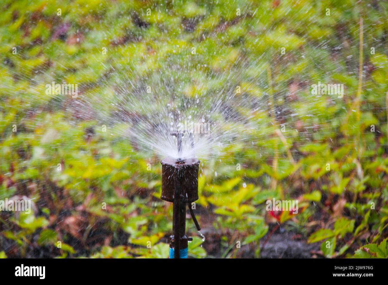 Watering the garden. Water splashes scatter in all directions around ...