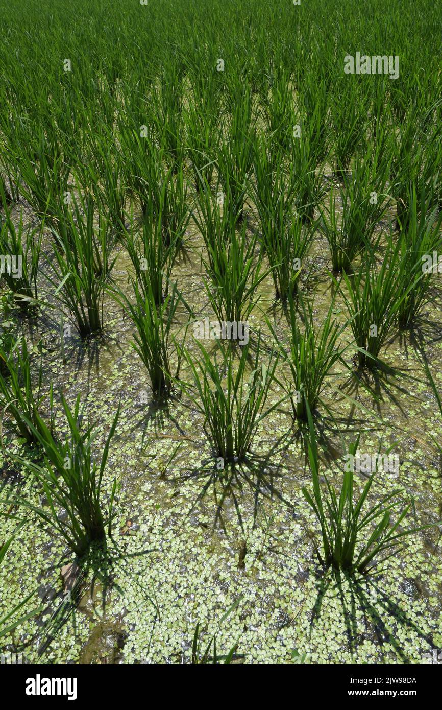 Young rice plant. West Bengal, India Stock Photo - Alamy
