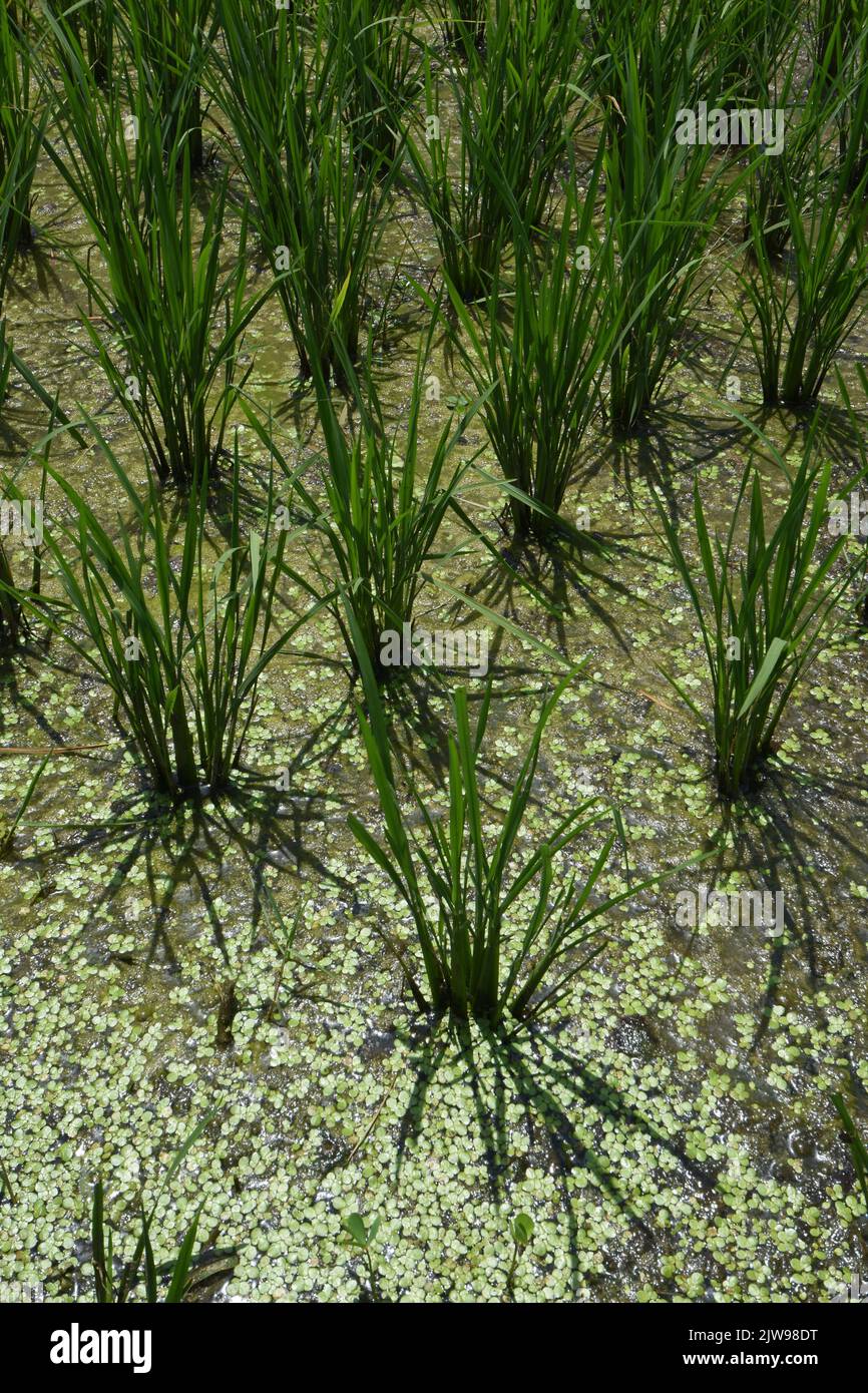 Young rice plant. West Bengal, India Stock Photo - Alamy