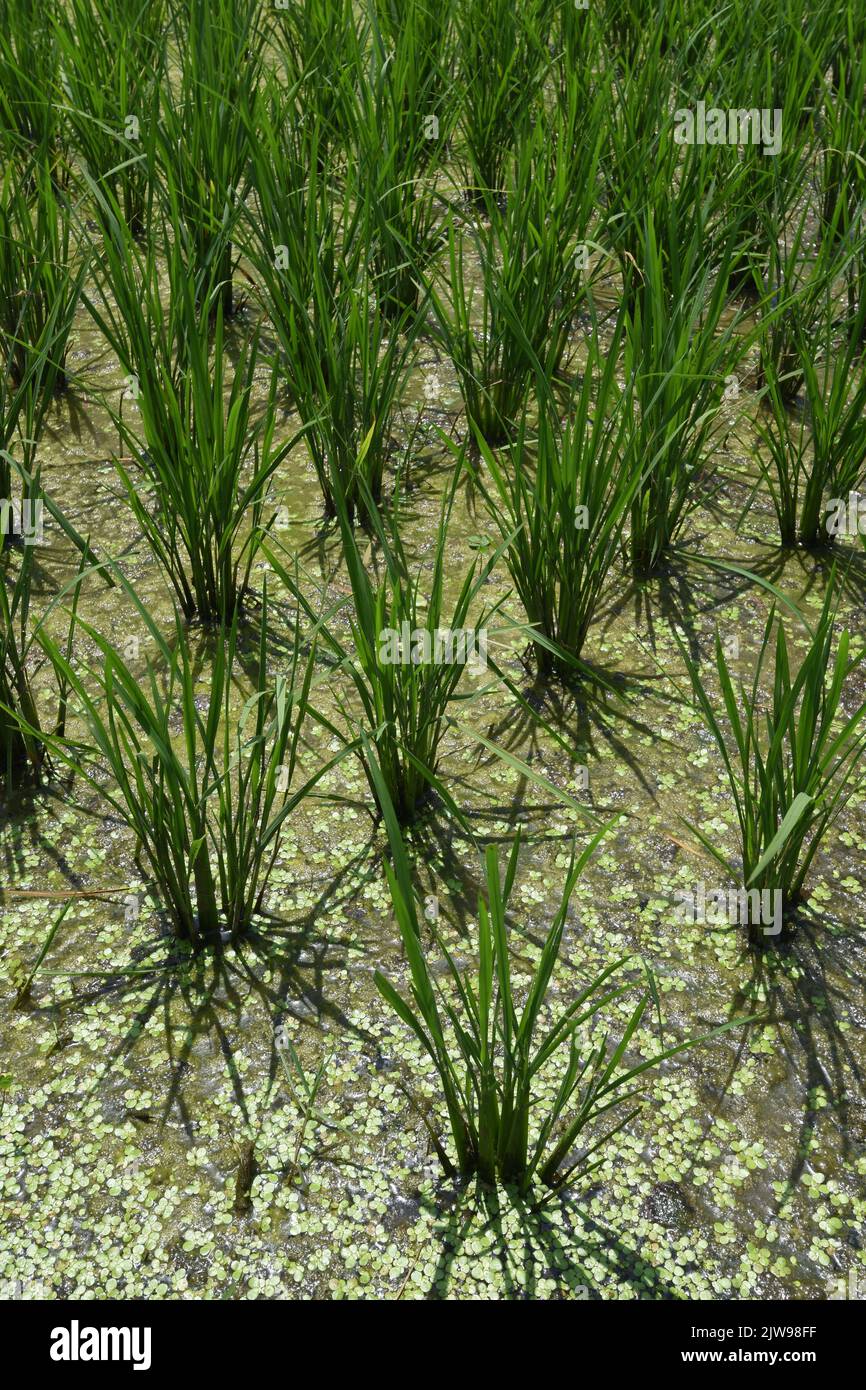 Young rice plant. West Bengal, India Stock Photo - Alamy