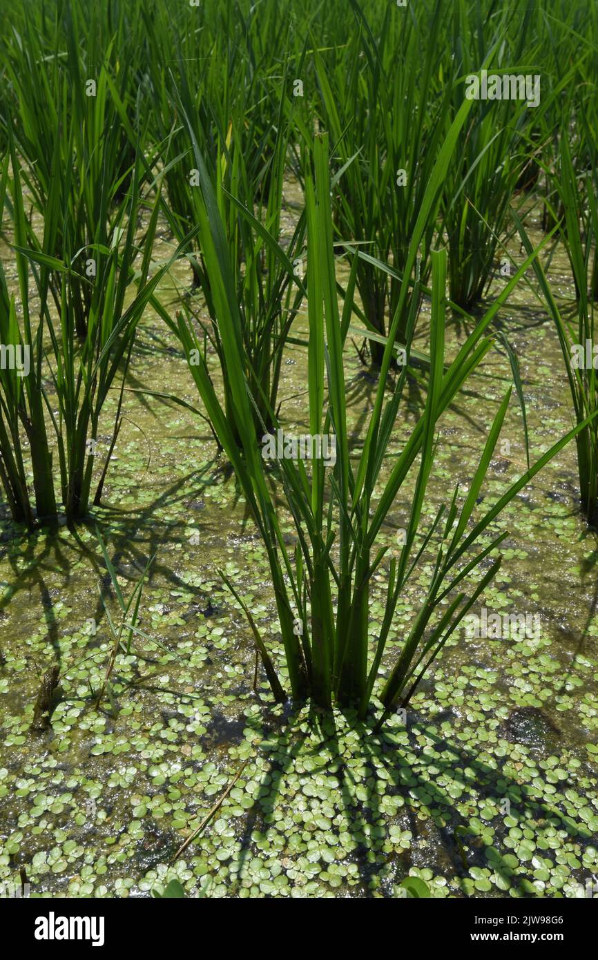 Young rice plant. West Bengal, India Stock Photo - Alamy