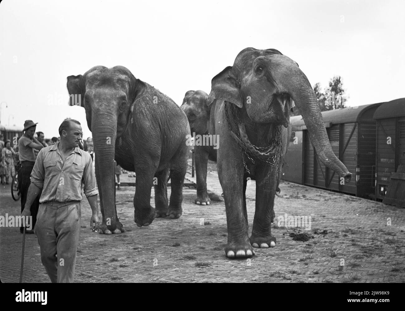 Image of the arrival of the elephants of Circus Mikkenie by train in ...