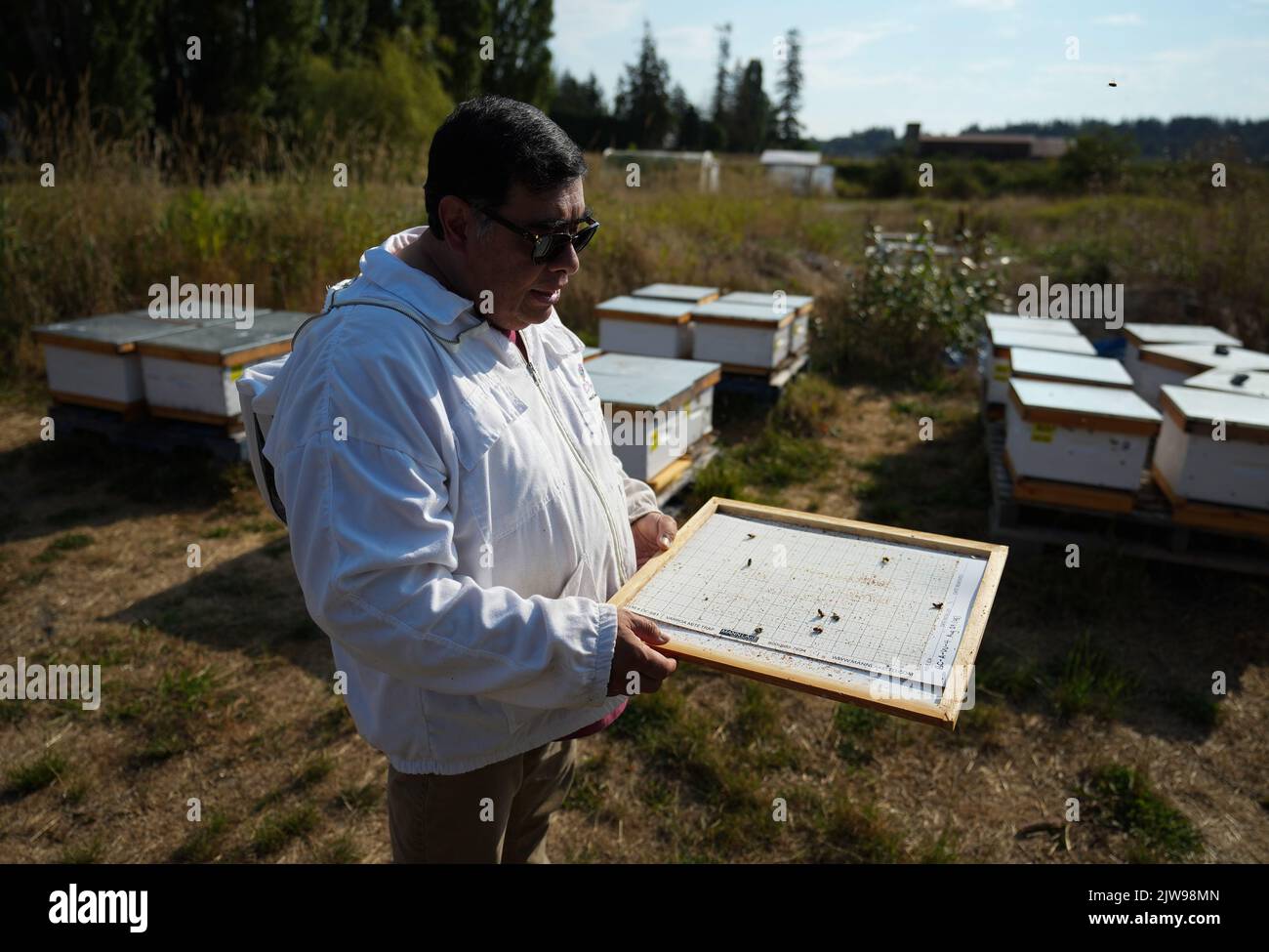 Varroa mite disease hi-res stock photography and images - Alamy