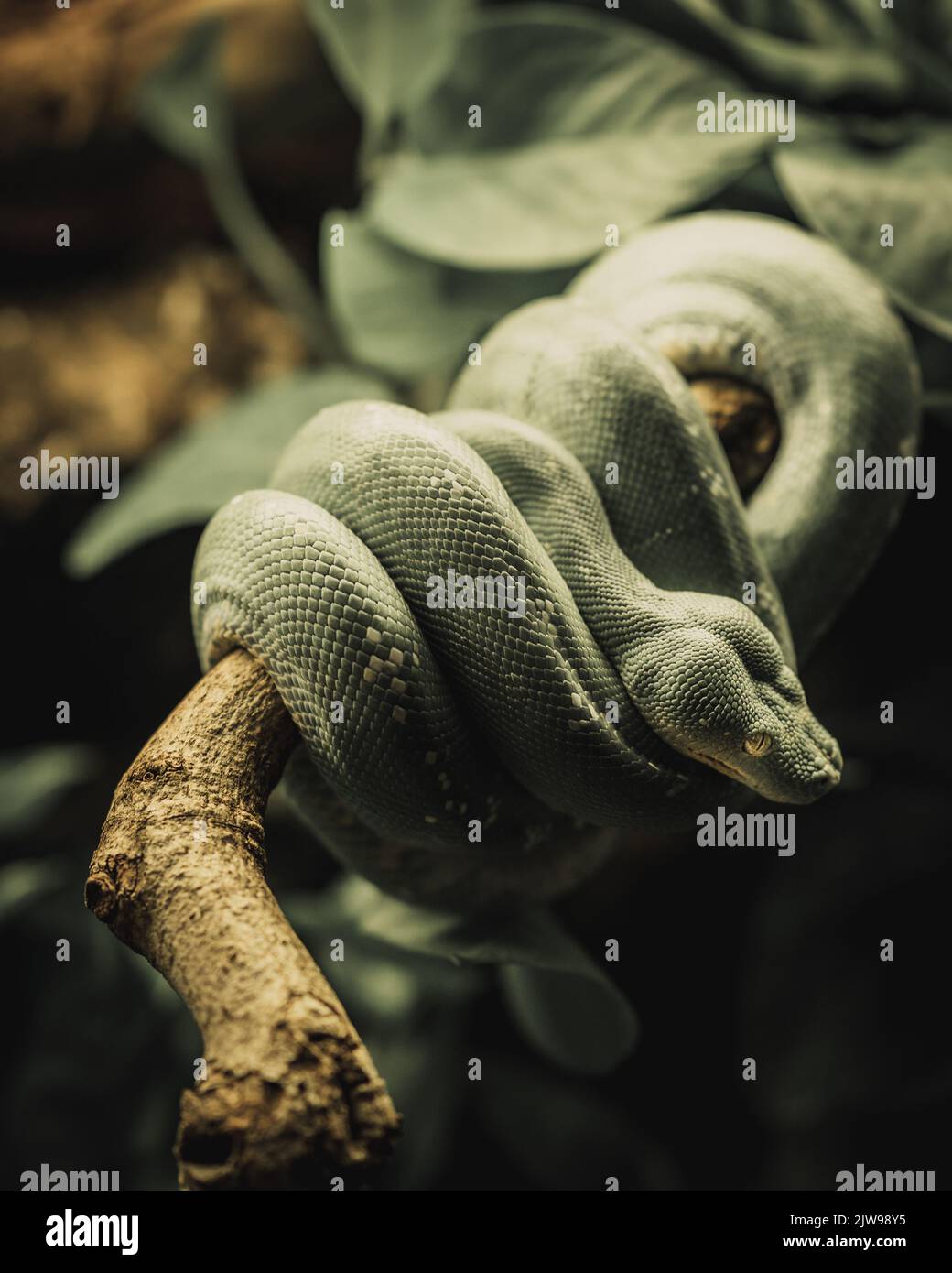 A green tree python (Morelia viridis) on a branch Stock Photo - Alamy