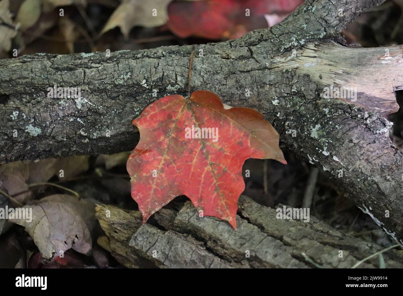 An old dirty maple tree fallen on a broken branch Stock Photo - Alamy