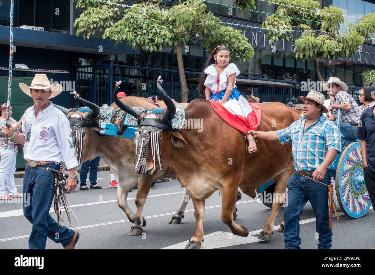 Young girl in traditional dress riding an ox in a parade in San José ...