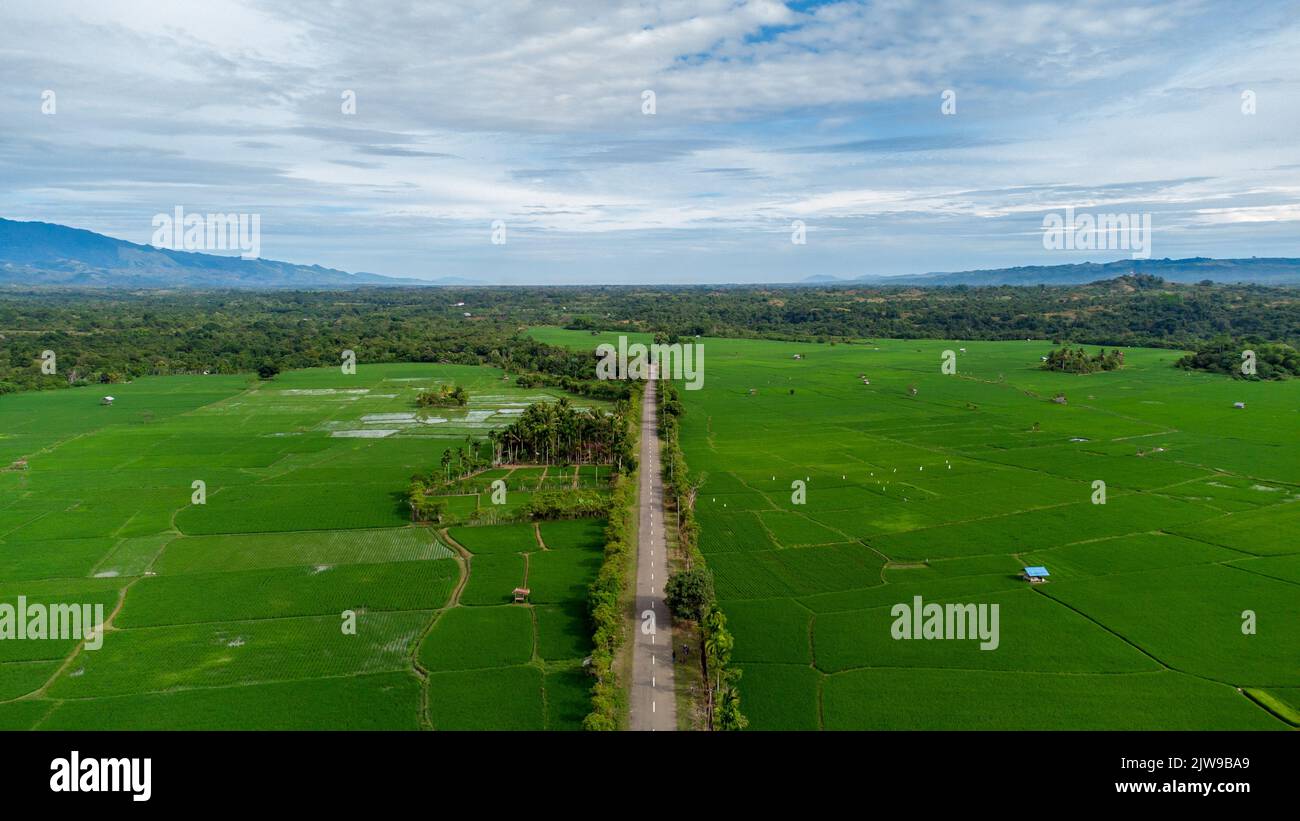 High angle view of road in the middle of rice field Stock Photo - Alamy