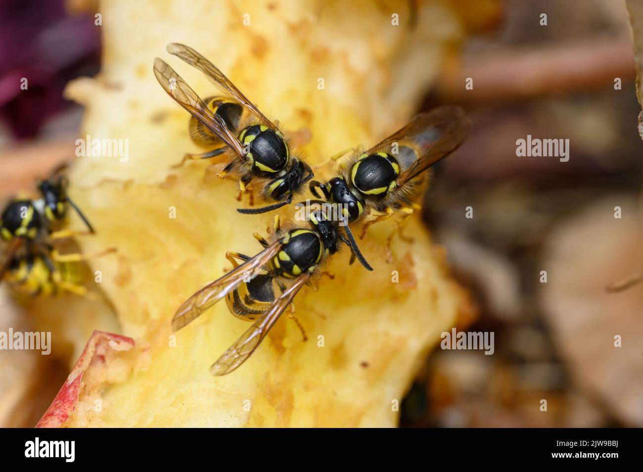 Common wasps (Vespula vulgaris) eating an apple core Stock Photo - Alamy