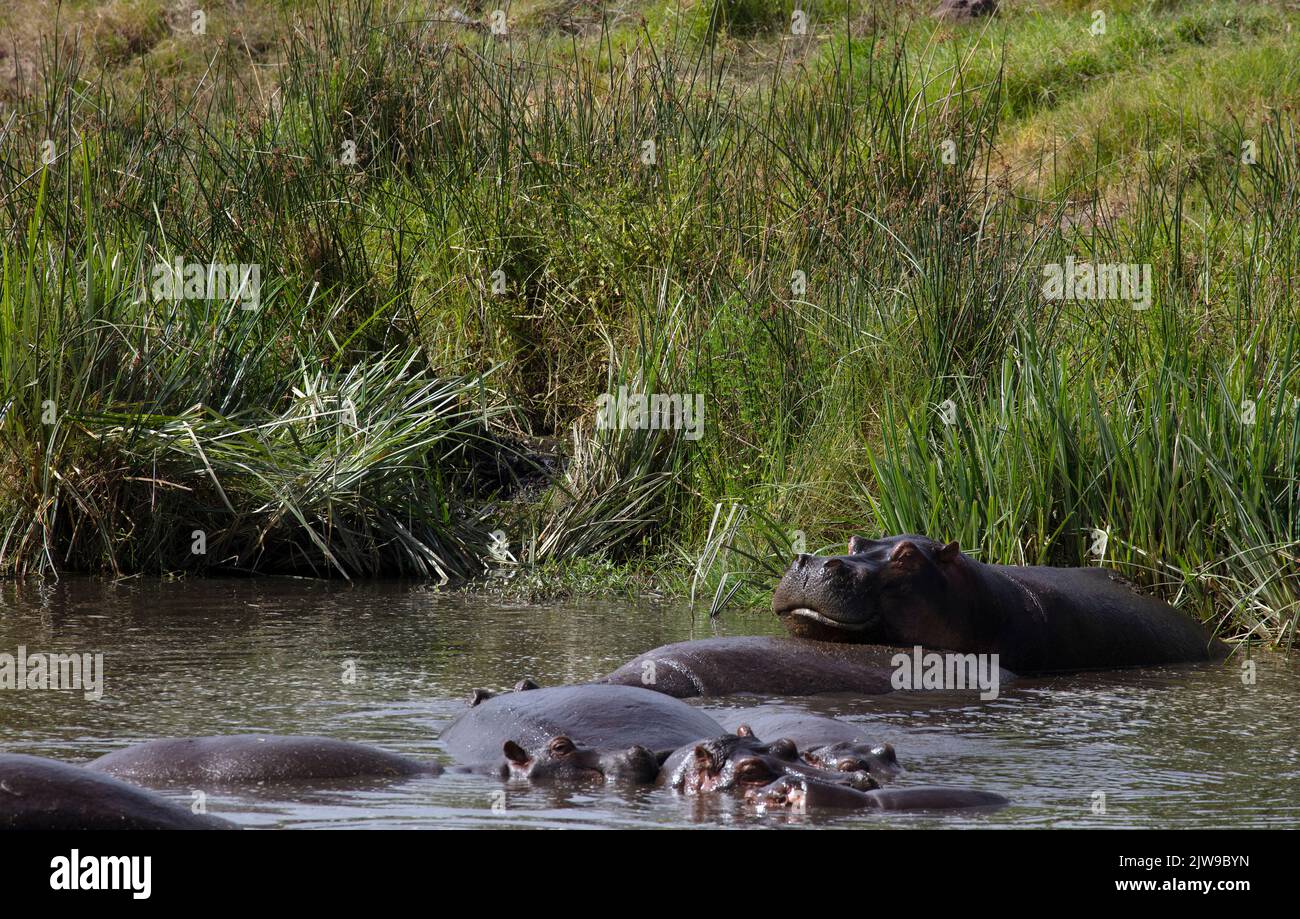 Hippopotamus (Hippopotamus amphibius), family in pond, Ngorongoro ...