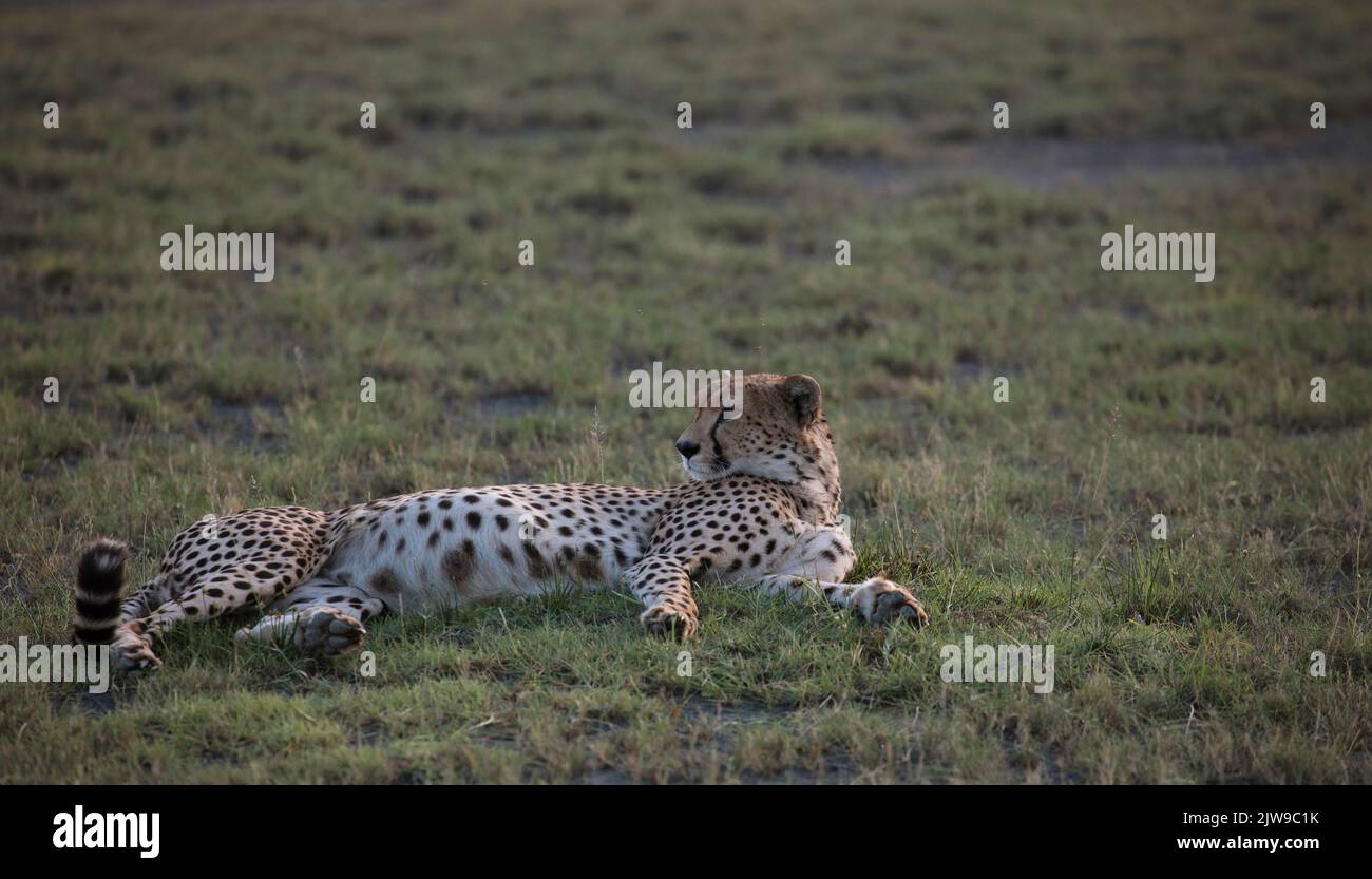 Cheetah, female, relaxing (Acinonyx jubatus), E African savannah, Masai ...