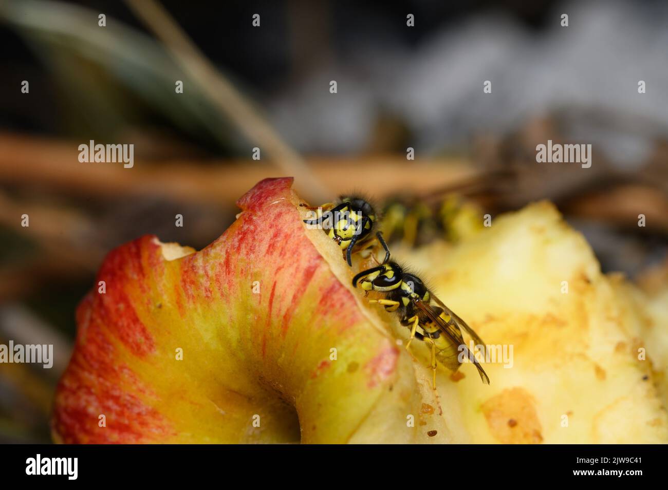 Wasps vespula vulgaris hi-res stock photography and images - Alamy