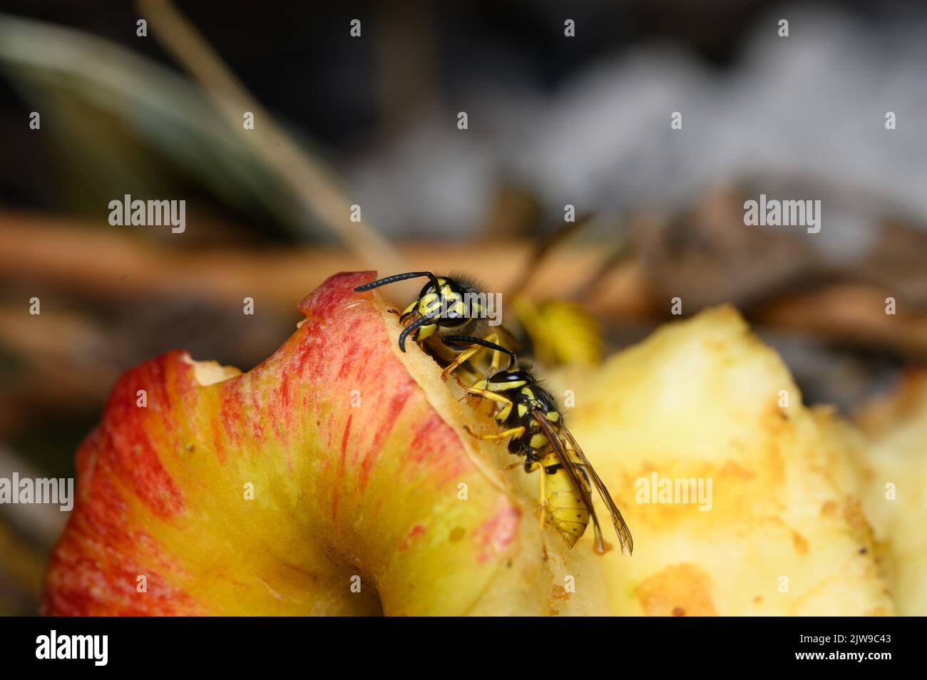Wasps vespula vulgaris hi-res stock photography and images - Alamy