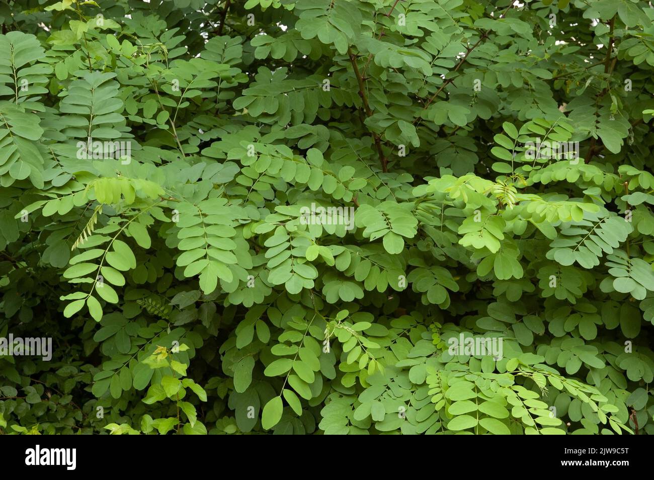 summer background: green, lush acacia bushes Stock Photo - Alamy