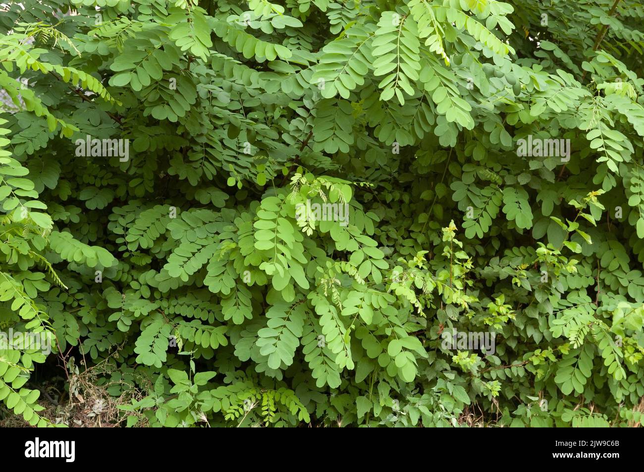 summer background: green, lush acacia bushes Stock Photo - Alamy