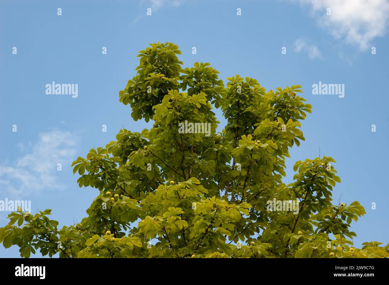 Chestnut branches with green leaves and fruit against the sky Stock ...