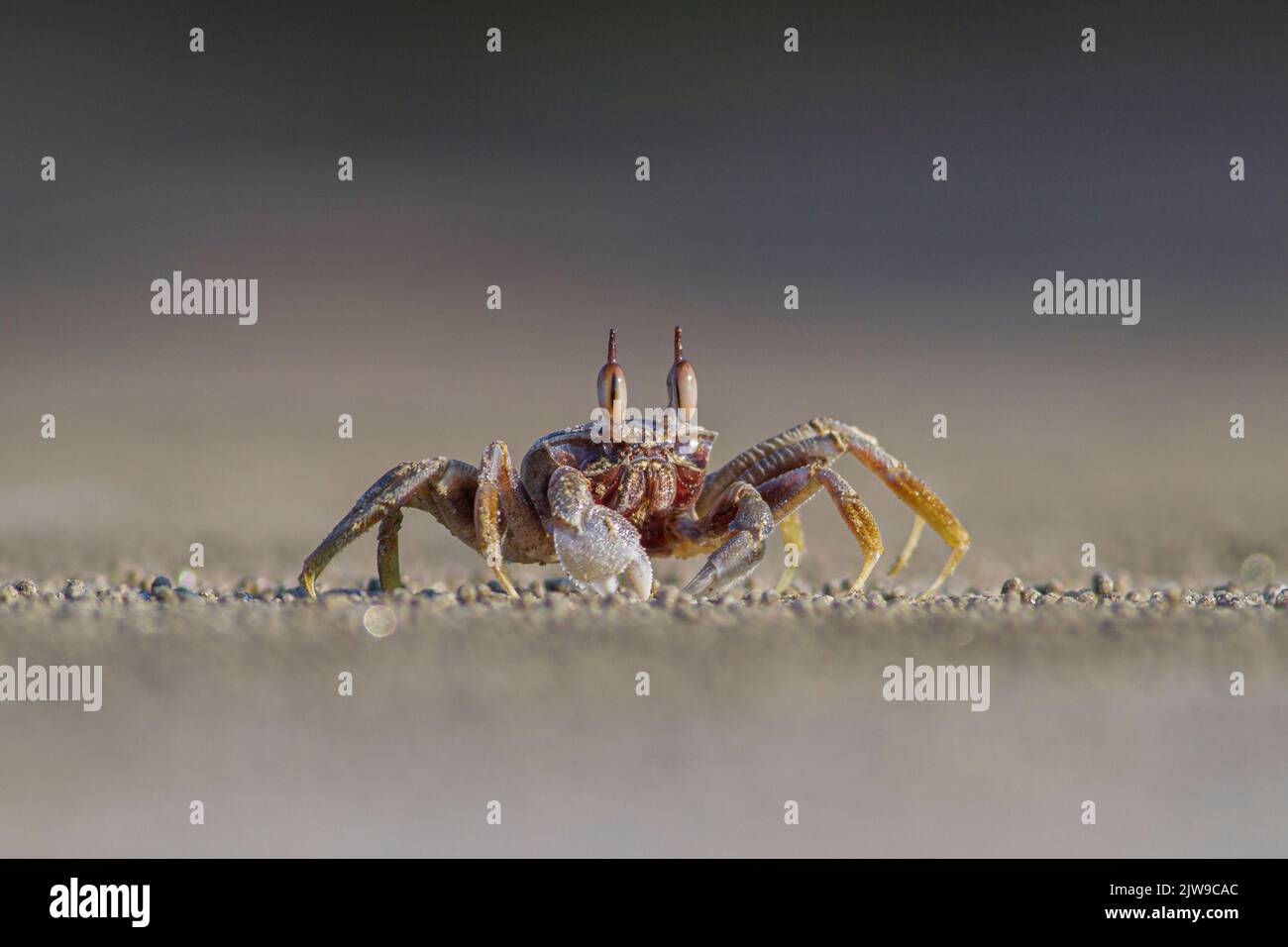 Horned ghost crab on the beach Stock Photo - Alamy