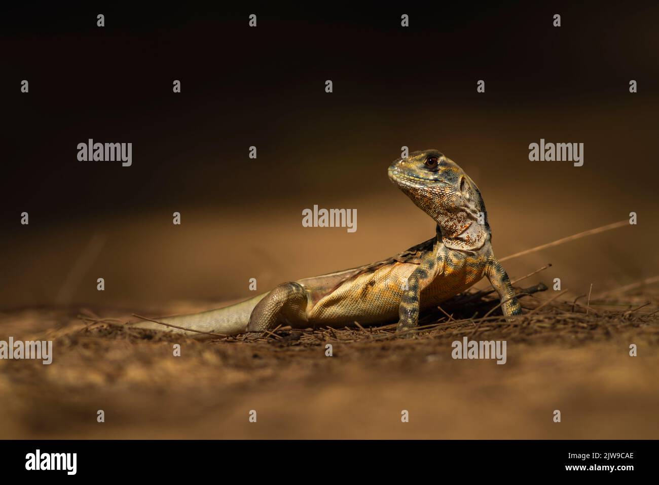 Close-up of Butterfly lizard, Small-scaled lizard, Ground lizard stand ...