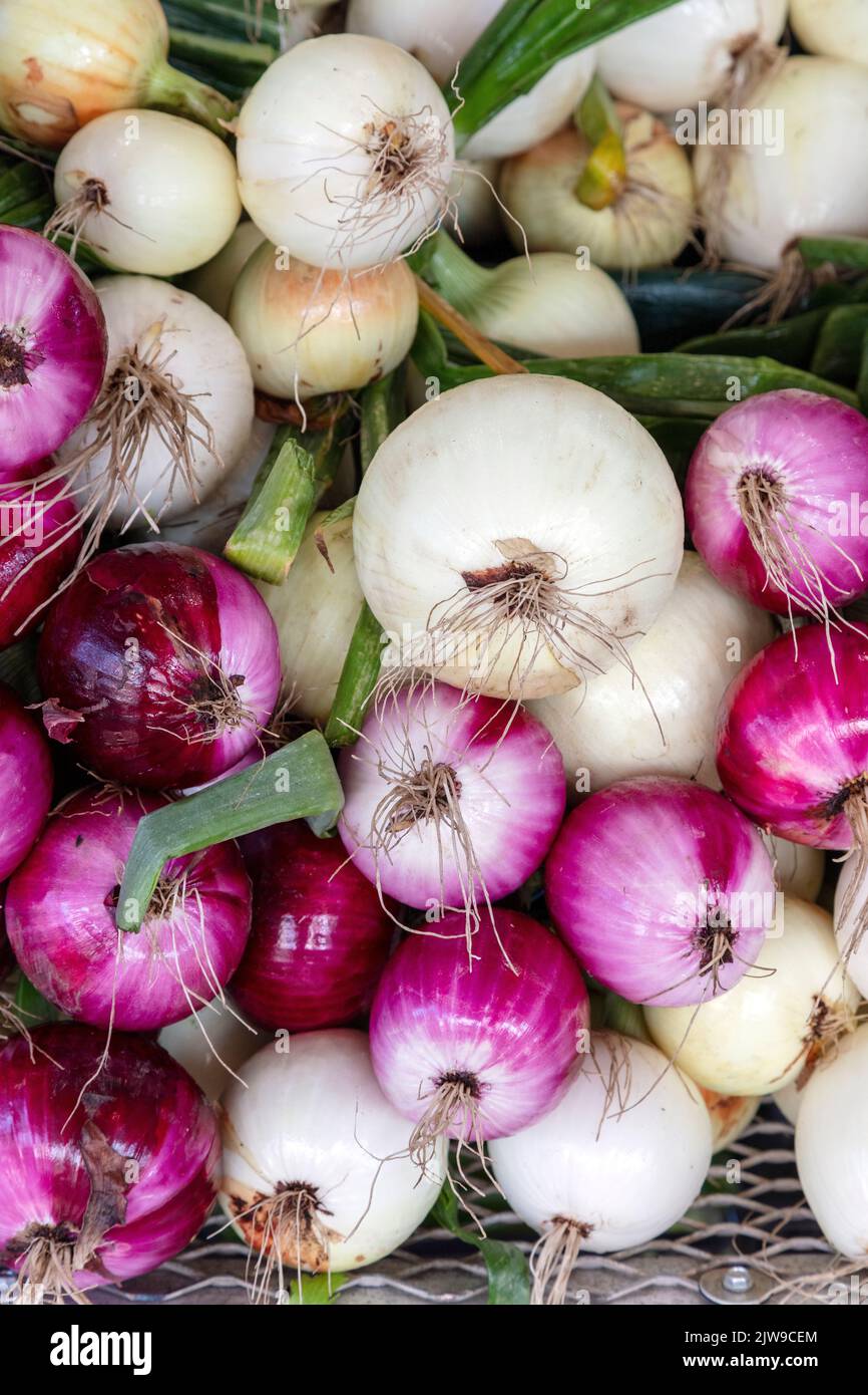 Vareity of onions, cultivars, Farmer's market, USA, by James D ...