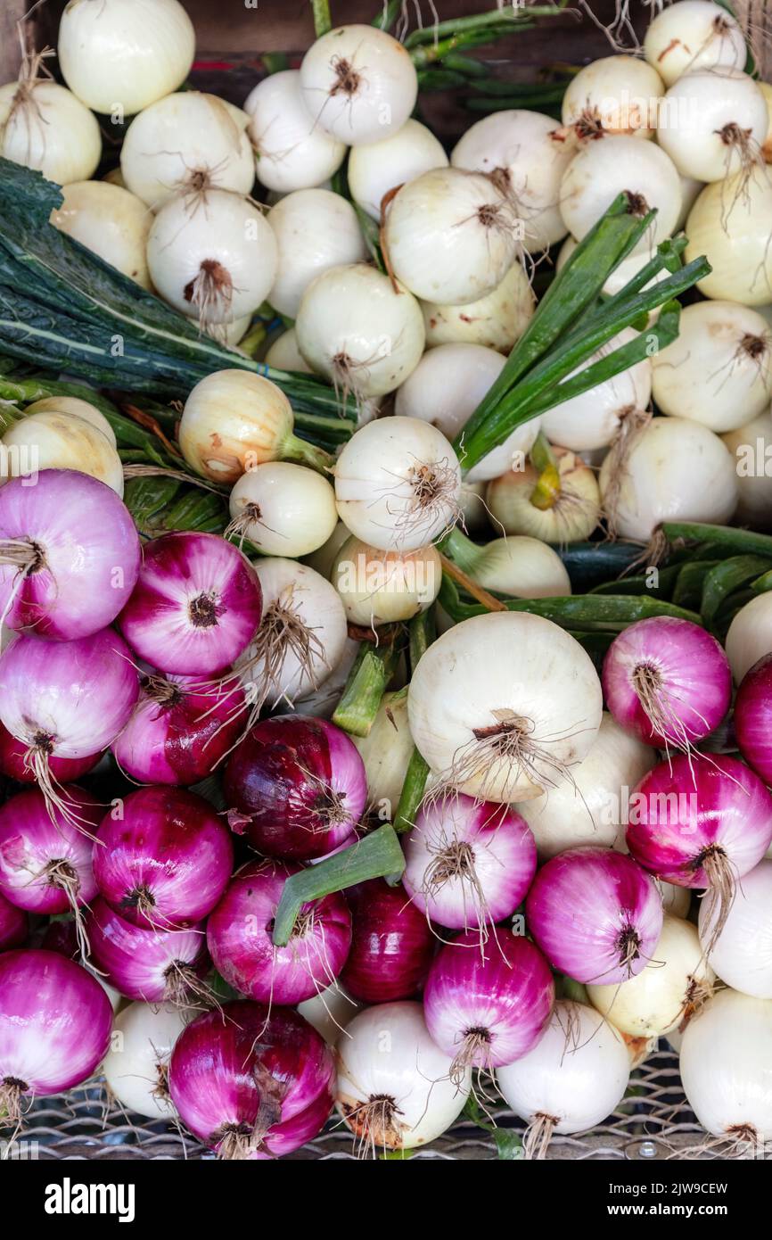 Vareity of onions, cultivars, Farmer's market, USA, by James D ...