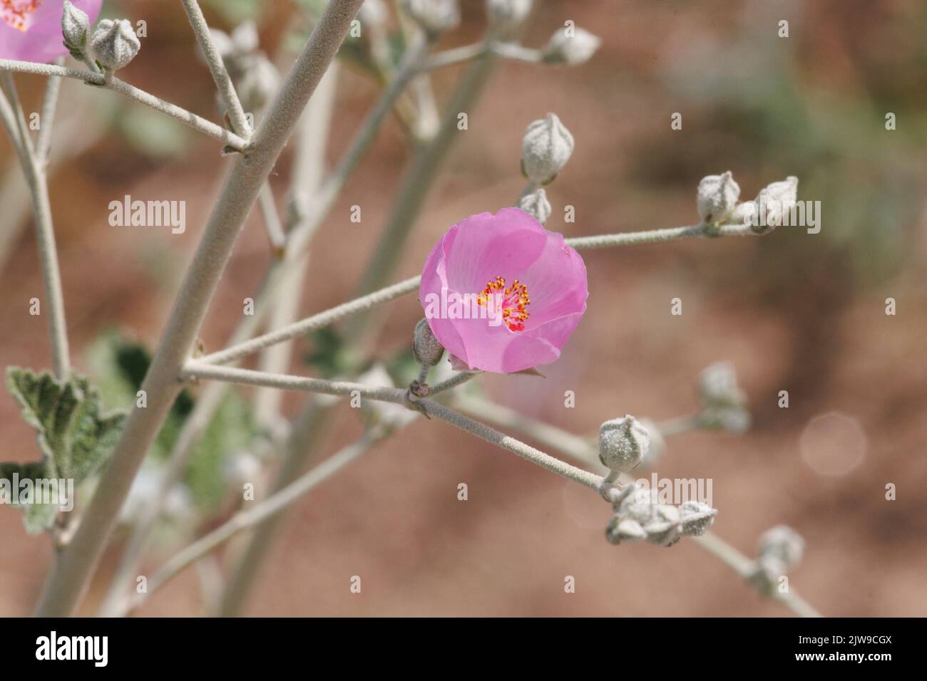Pink flowering racemose panicle inflorescences of Malacothamnus ...