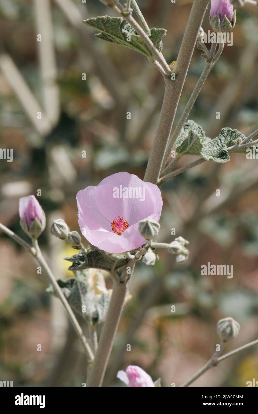 Pink flowering racemose panicle inflorescences of Malacothamnus ...