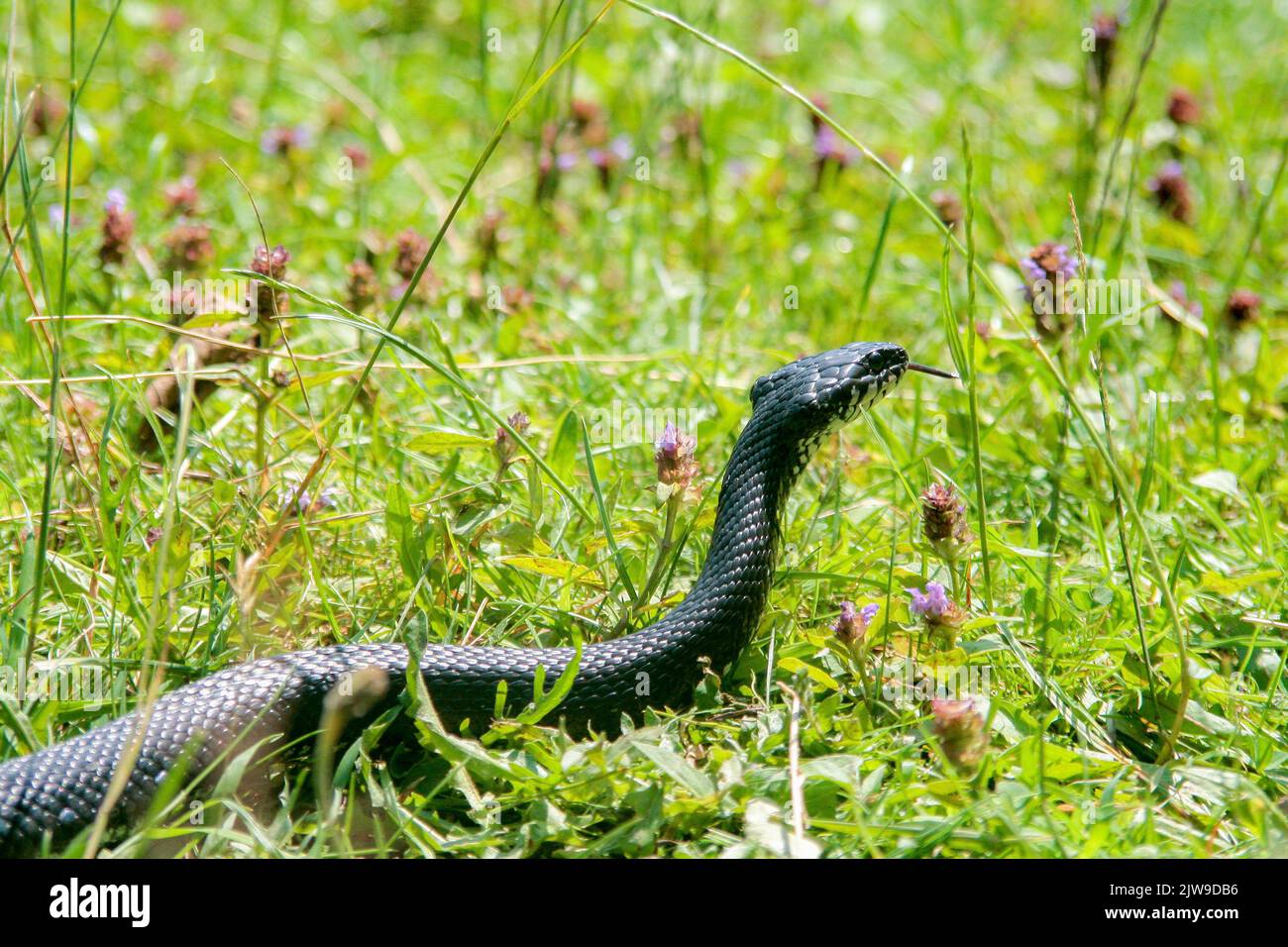grass snake (Natrix natrix) in nature. grass snake (Natrix natrix ...