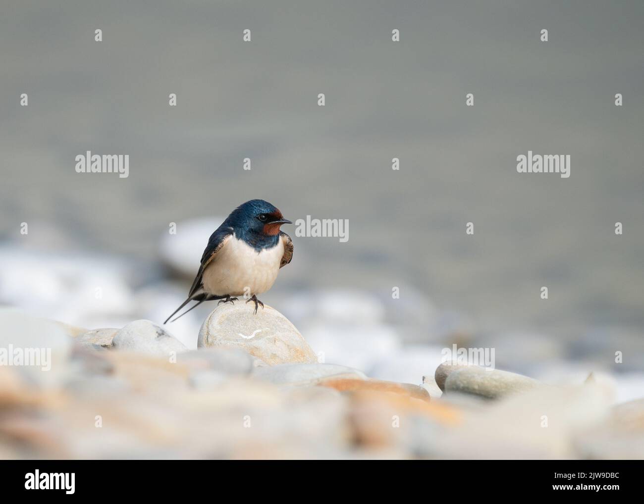 barn swallow (Hirundo rustica) is the most widespread species of ...