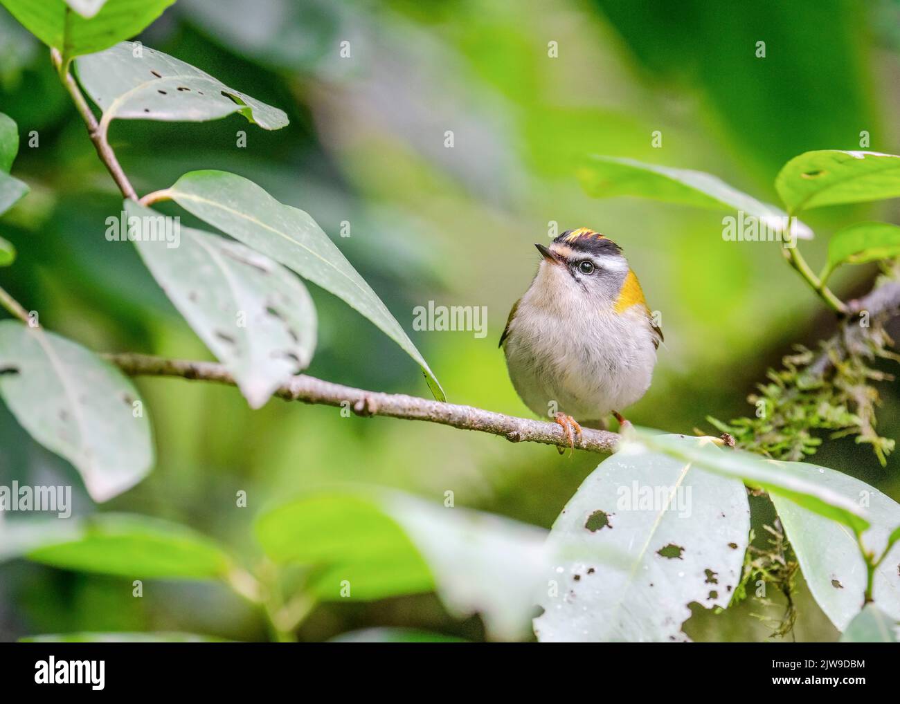 common firecrest (Regulus ignicapilla), also known as the firecrest, is ...