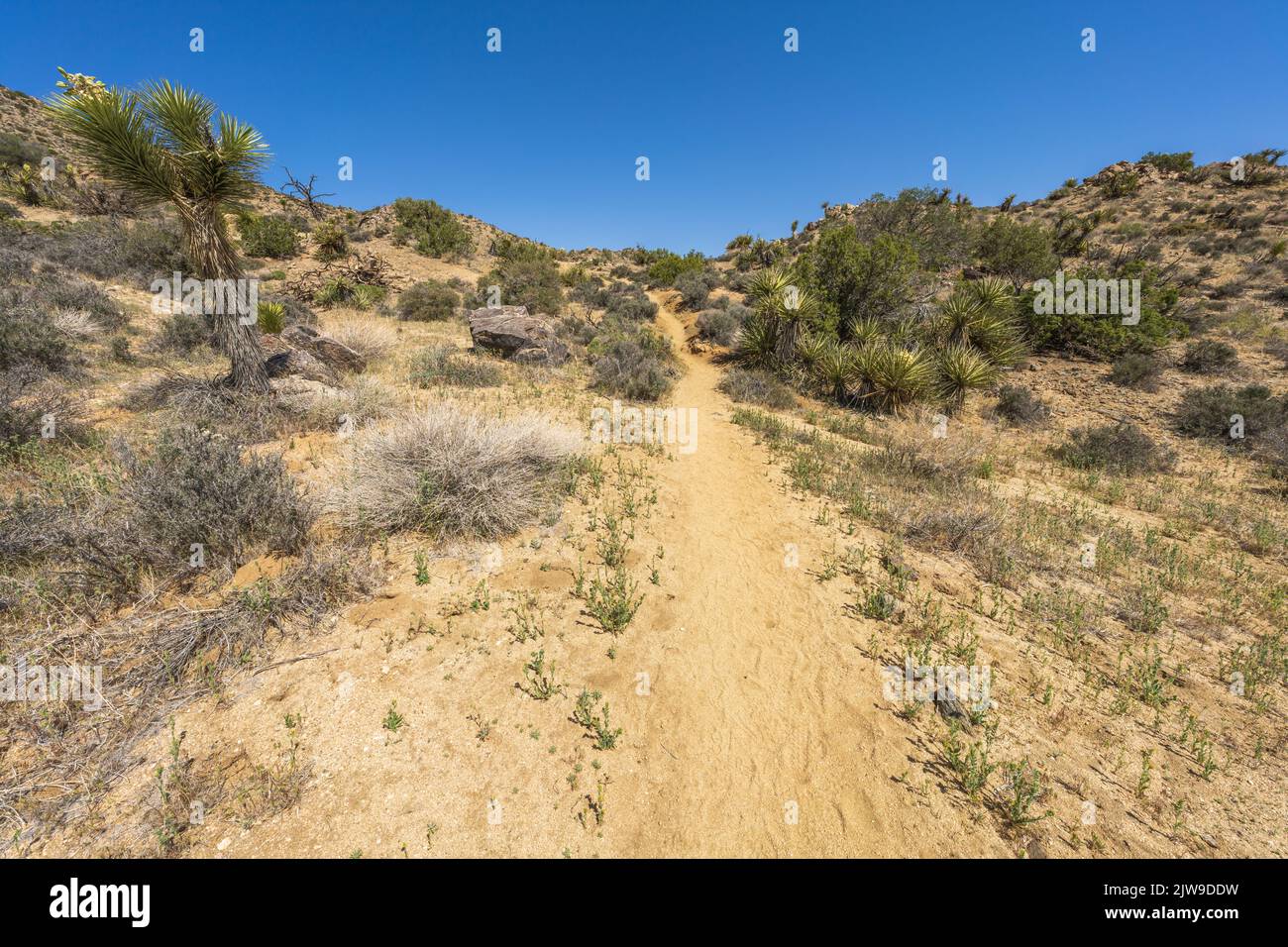 hiking the west side loop trail in black rock canyon, joshua tree ...