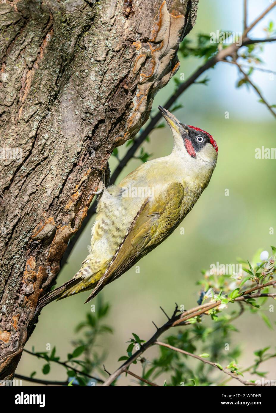 European green woodpecker (Picus viridis) is a large woodpecker of ...