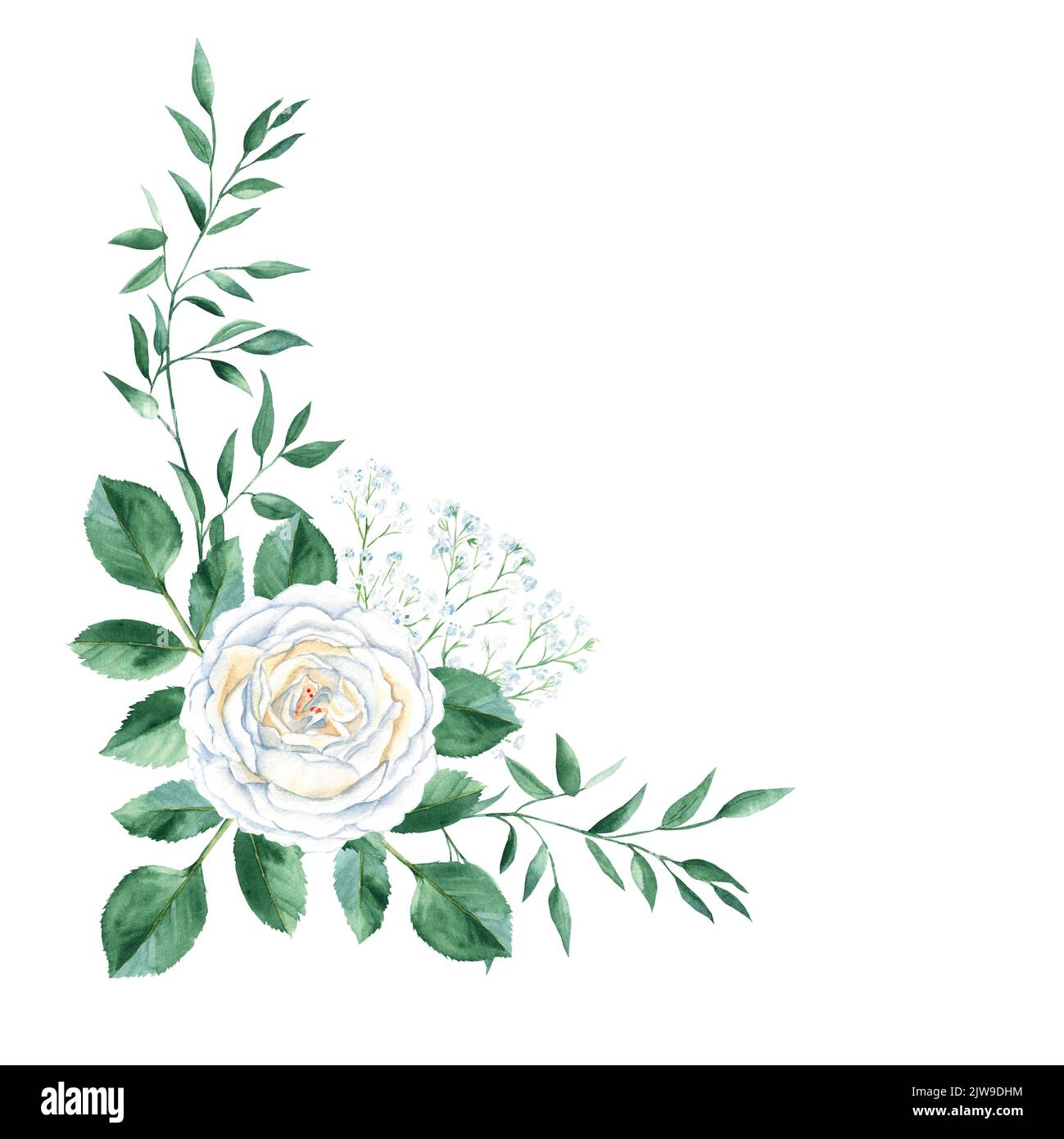 Watercolor floral bouquet - illustration with white roses, gypsophila ...