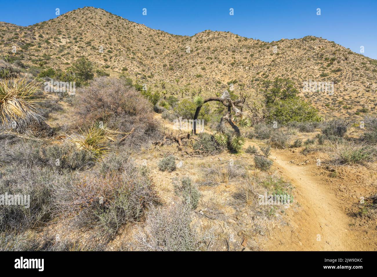 hiking the west side loop trail in black rock canyon, joshua tree ...