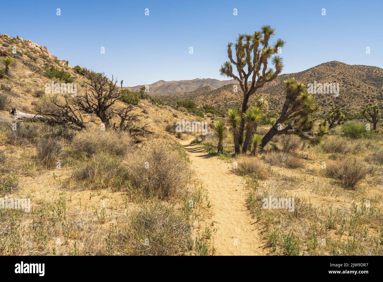 hiking the west side loop trail in black rock canyon, joshua tree ...