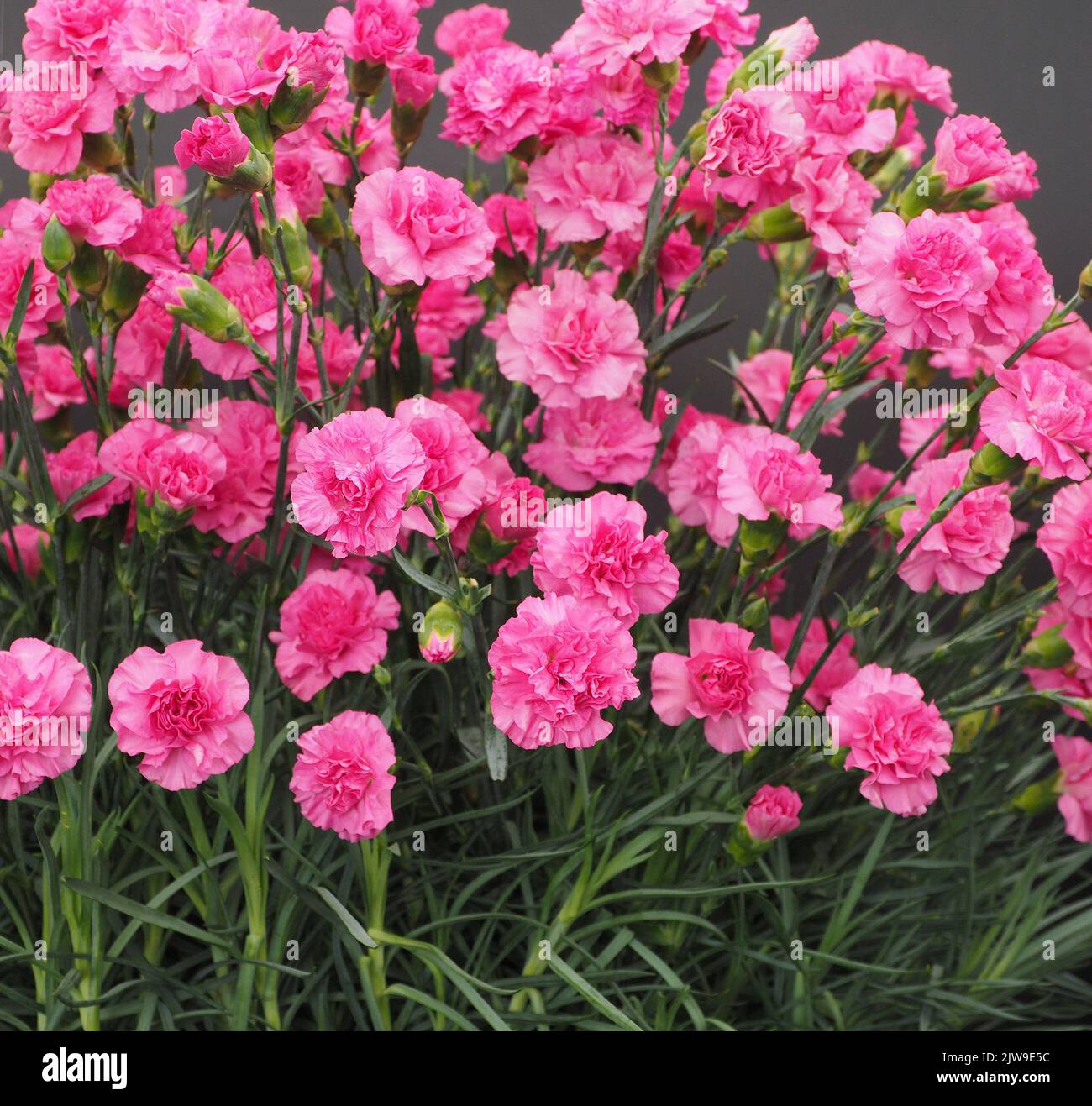 Dianthus Caryophyllus Pink Kisses