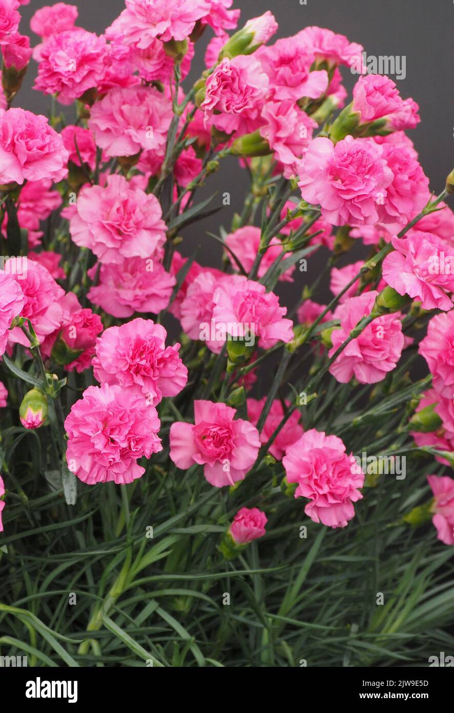 Dianthus Caryophyllus Pink Wizard flowers Stock Photo - Alamy