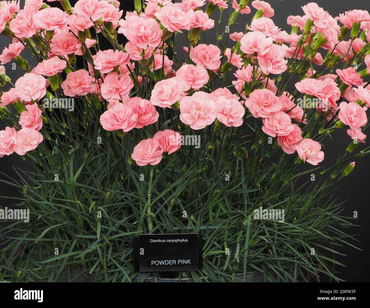 Dianthus Caryophyllus Powder Pink Stock Photo - Alamy