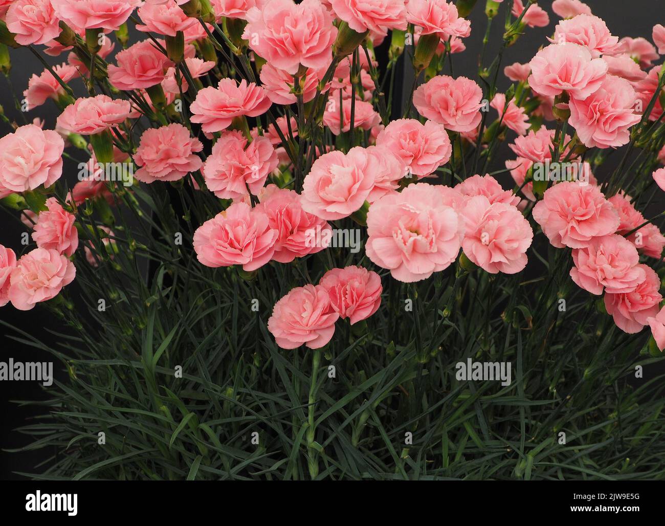 Dianthus Caryophyllus Powder Pink Stock Photo - Alamy