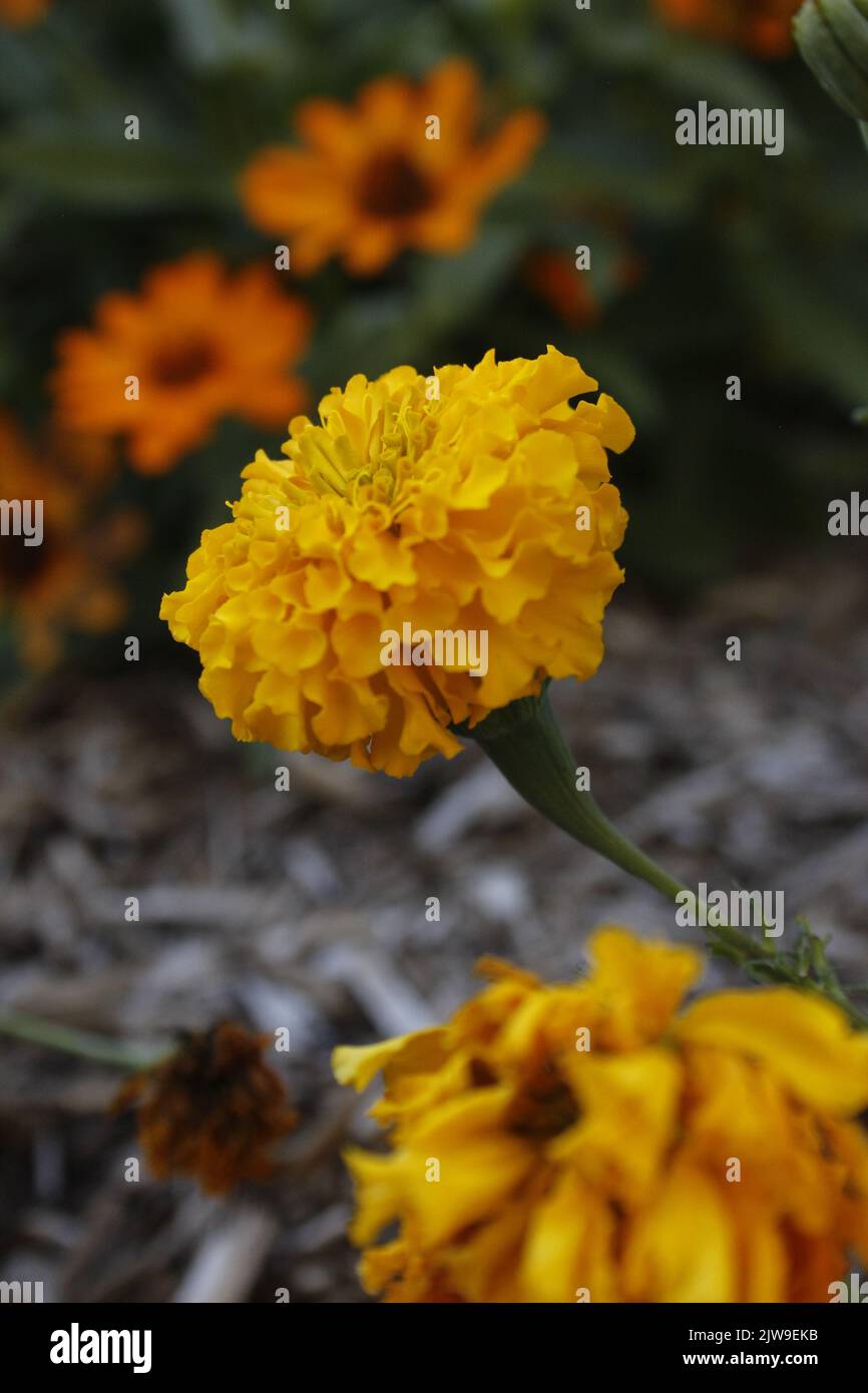 A vertical closeup of a yellow big marigold flower Stock Photo - Alamy