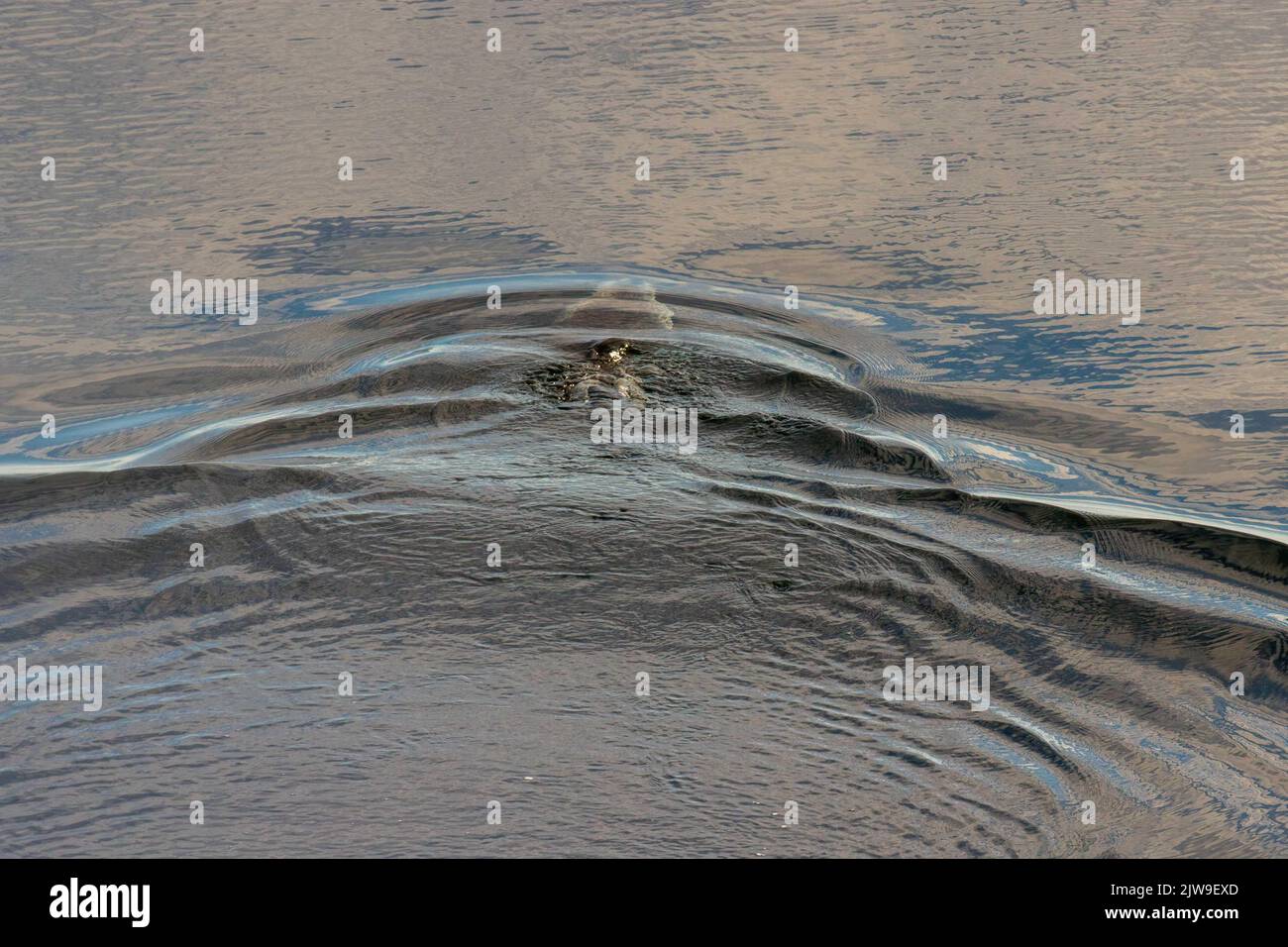 Ringed seal swimming underwater hi-res stock photography and images - Alamy