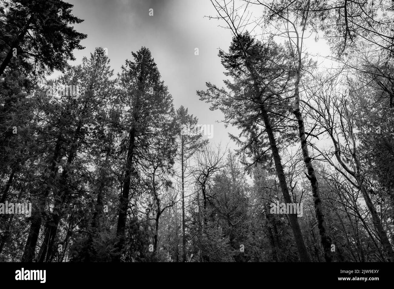 A grayscale of fir trees in a forest on a cloudy day Stock Photo - Alamy