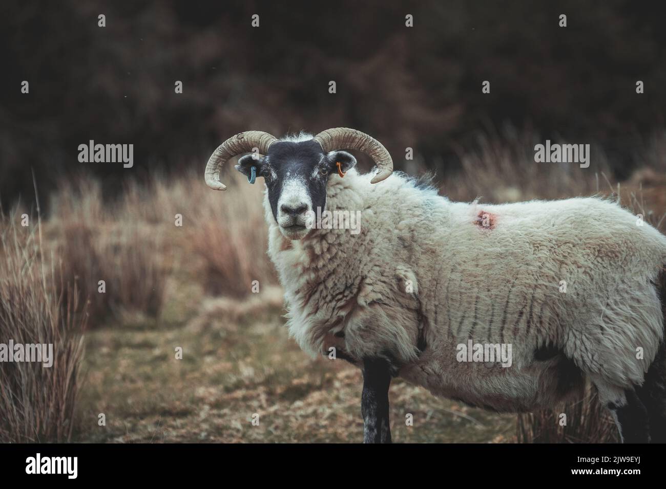 Boreray sheep hi-res stock photography and images - Alamy