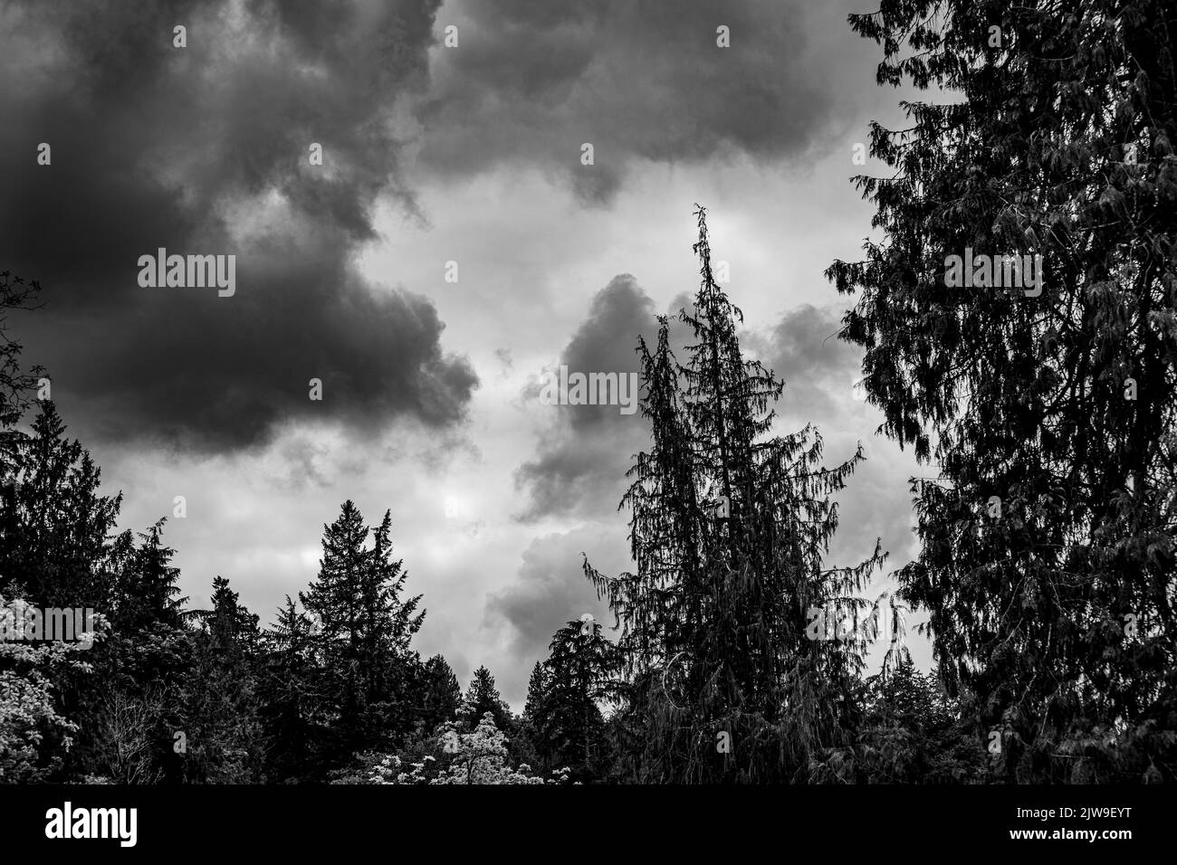 A grayscale of fir trees in a forest on a cloudy day Stock Photo - Alamy