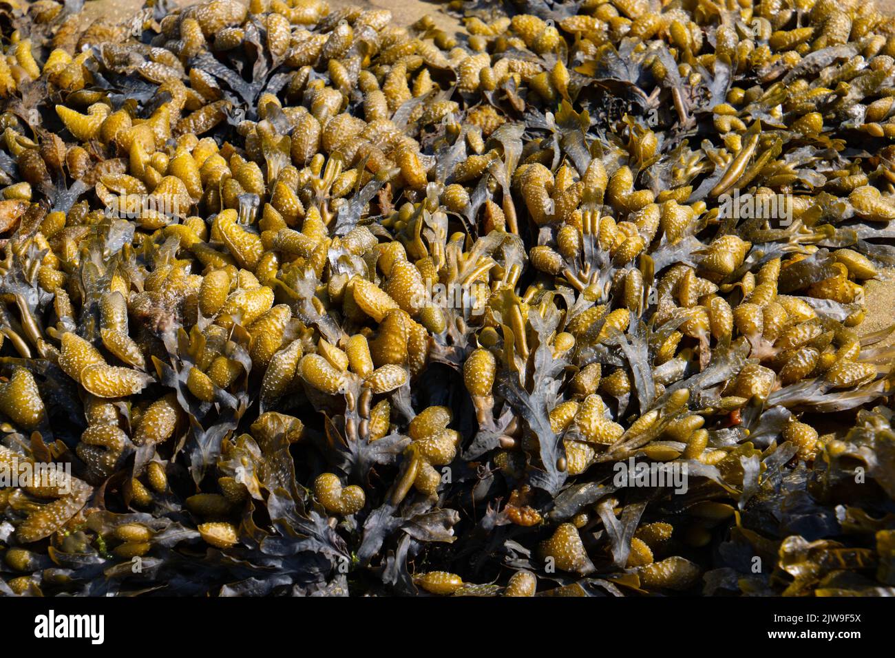Spiral wrack seaweed growing on a beach, Fucus spiralis Stock Photo - Alamy
