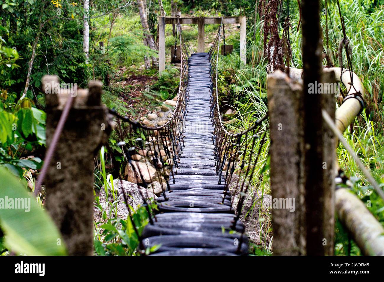 A rope bridge amid a rainforest in Ecuador in daylight Stock Photo - Alamy