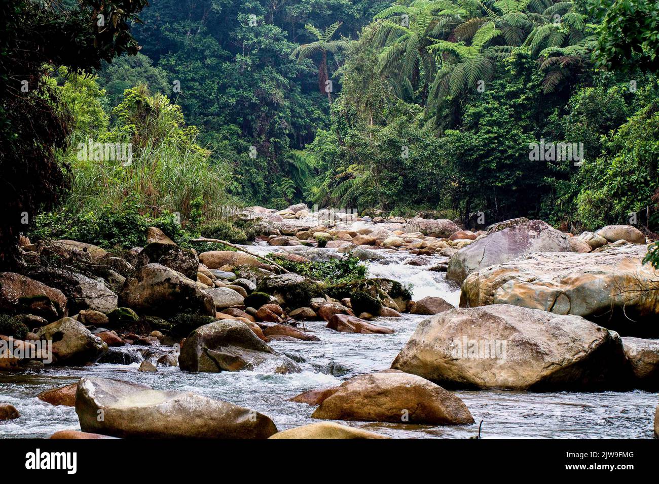 A beautiful landscape of a rocky river flowing through a rainforest in ...