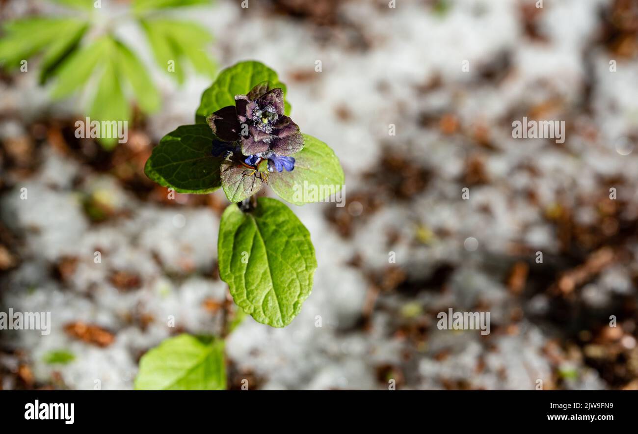 Hail on the ground after the storm. Spring hail balls after heavy ...
