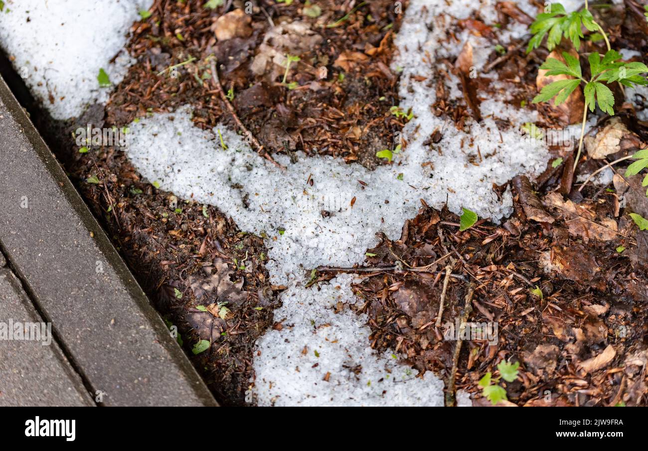 Hail on the ground after the storm. Spring hail balls after heavy ...