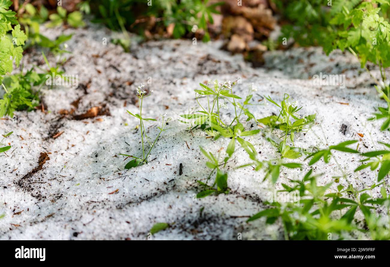 Hail on the ground after the storm. Spring hail balls after heavy ...