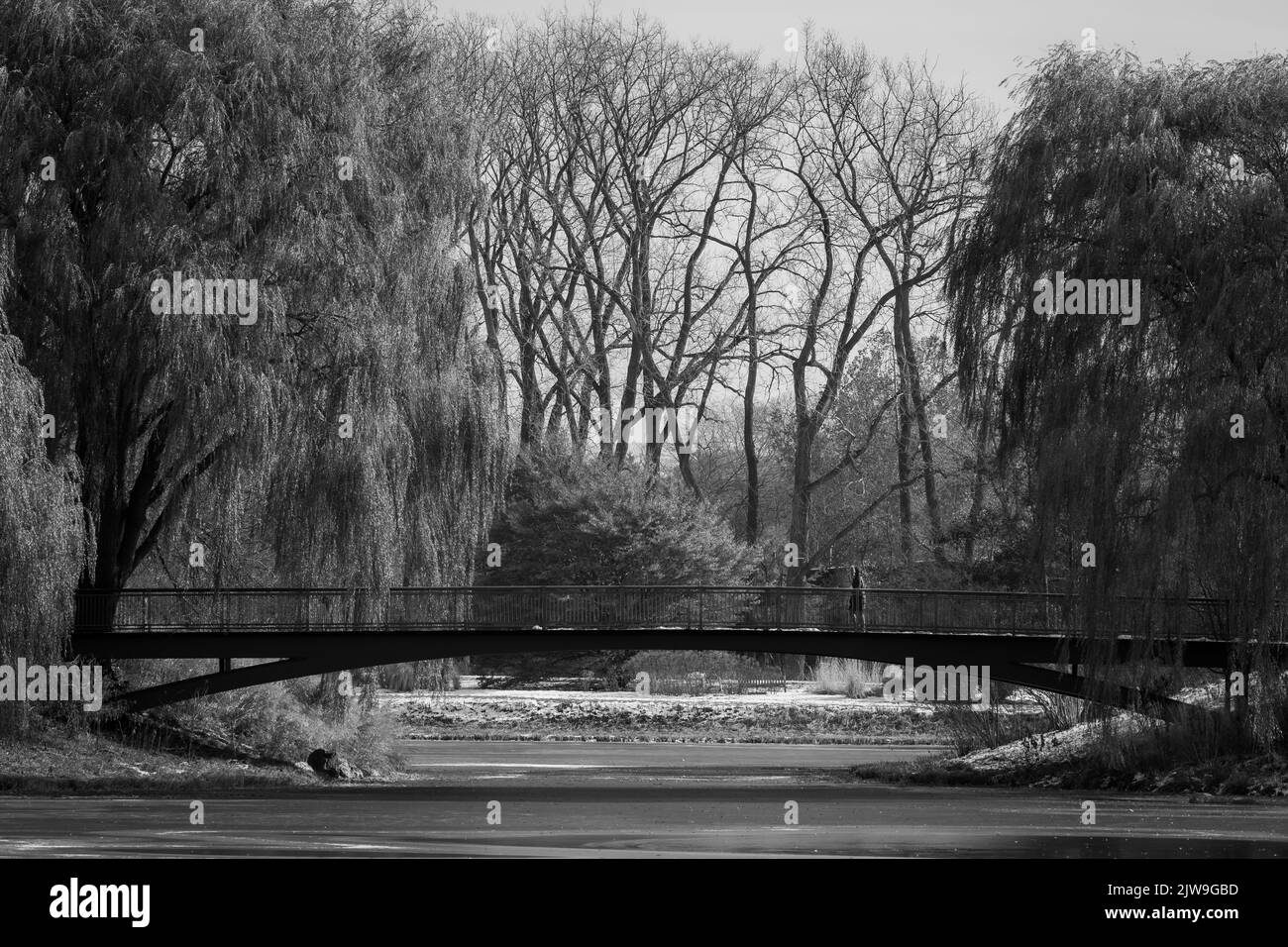 Plant dense Black and White Stock Photos & Images - Alamy